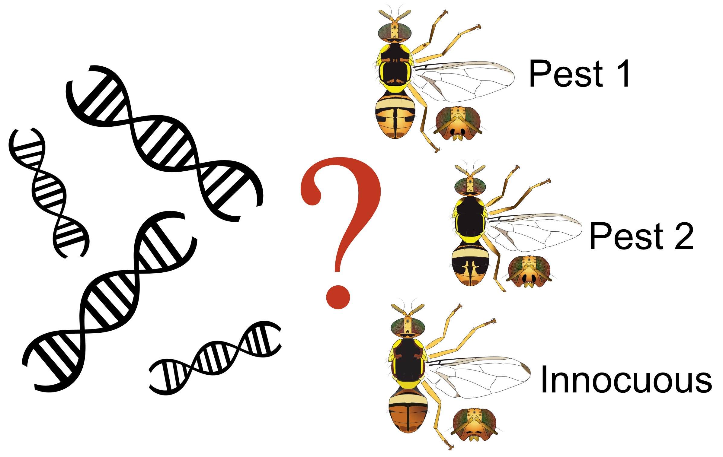 Inadequate molecular identification protocols for invasive pests ...