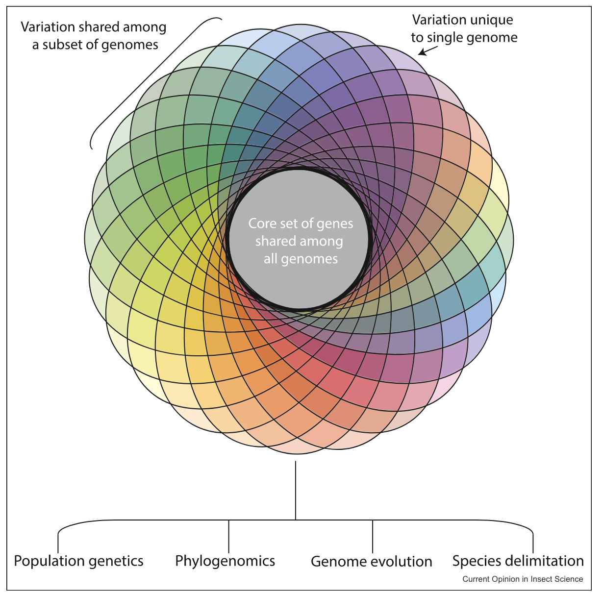 Genomics reveals widespread hybridization across insects with ...