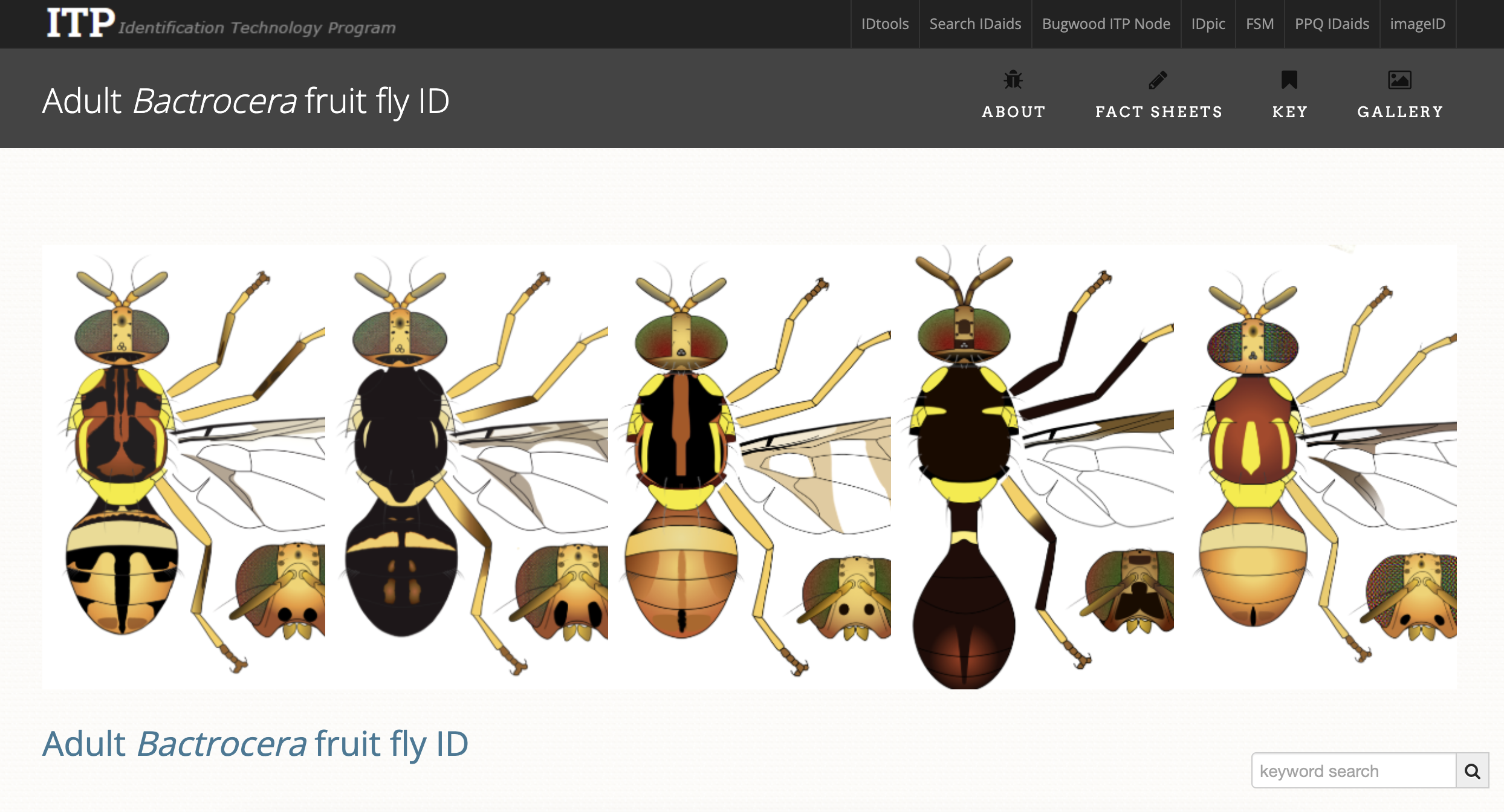 Adult Bactrocera fruit fly ID | Camiel Doorenweerd